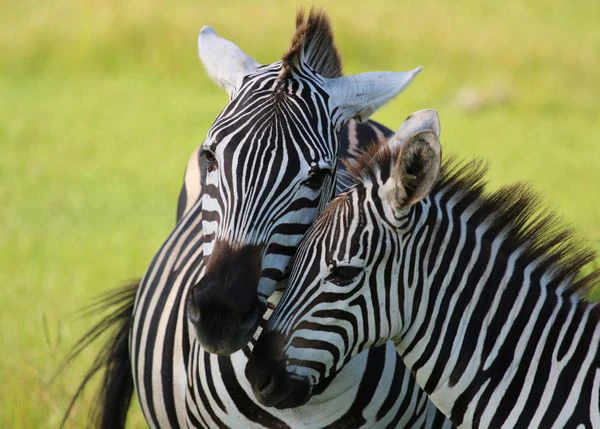 Zebra mnogo se vole