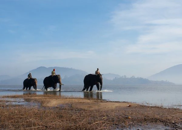 Slon tri slona u vodi