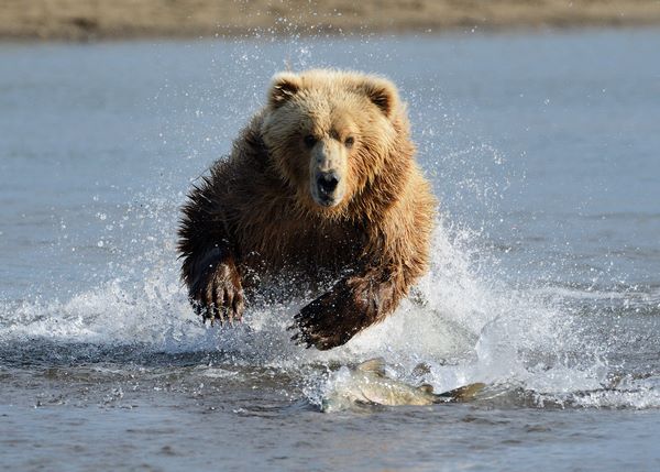Medved skace po vodi