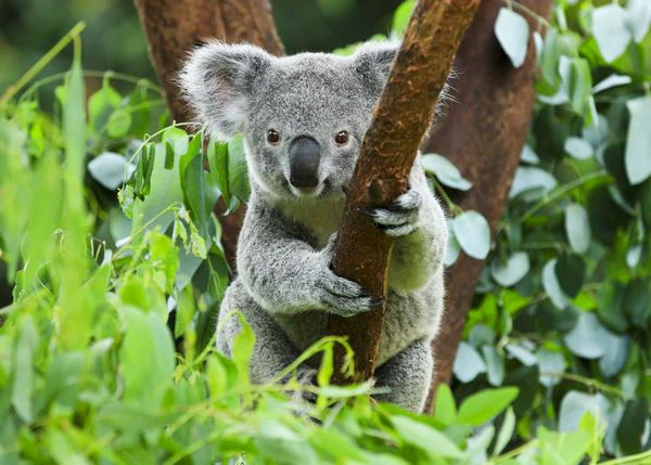 Koala medju granama i liscem