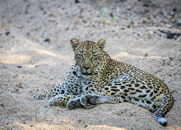Leopard u vrtu