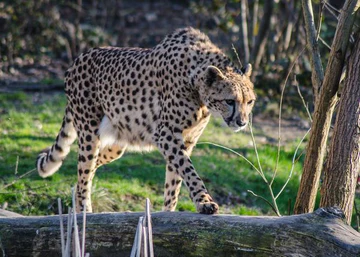 Gepard vreba plen