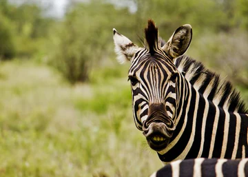 Zebra selfi
