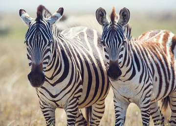 Zebra iste