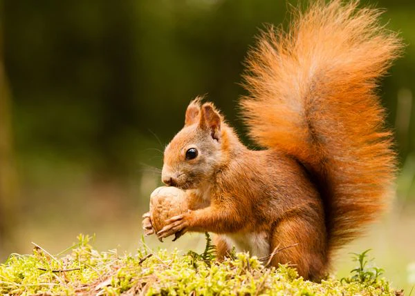 Veverica jede lesnik