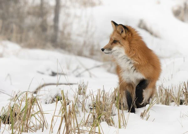 Lisica i sneg i trava