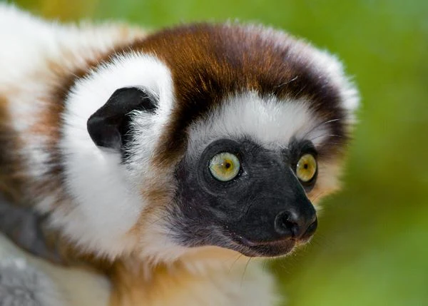 Lemur sa zelenim ocima