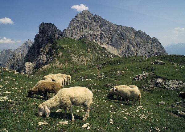 Ovca pasu na planini