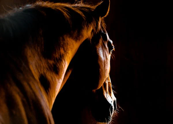 Konj profil