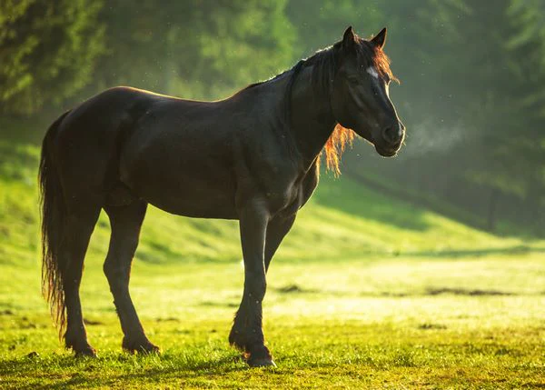 Konj crni stoji