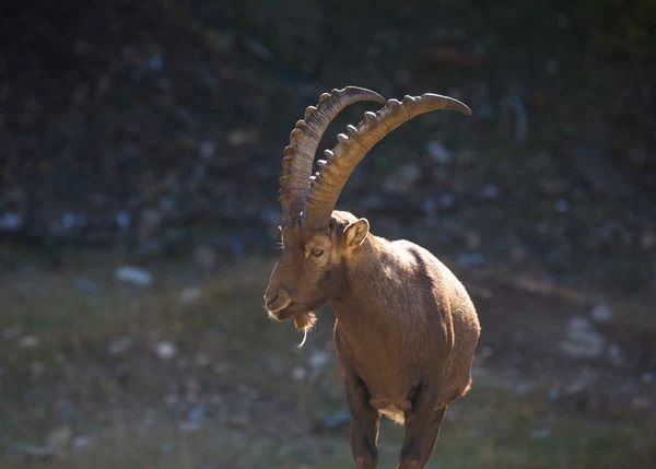 Koza sa dugim rogovima