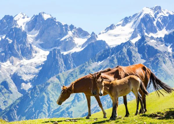 Konj i planina