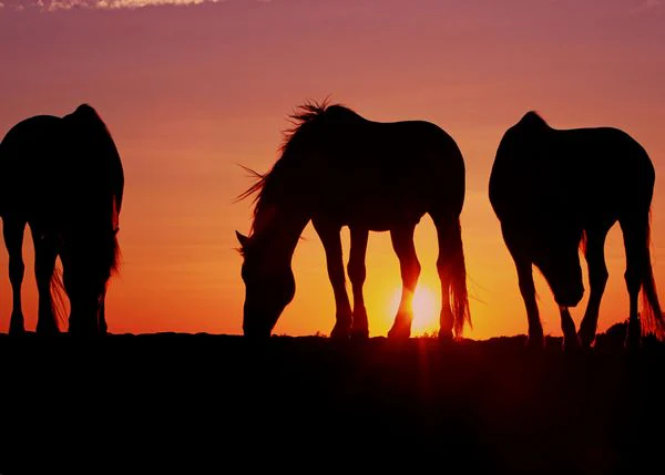 Konj zalazak sunca
