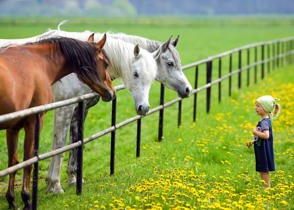 Konj i devojcica