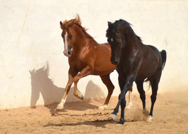 Konj dva konja