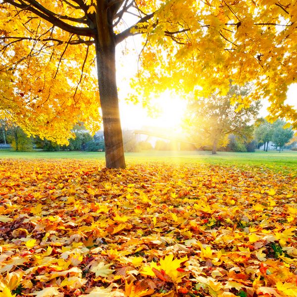 Jesen i jesenje zlatne boje
