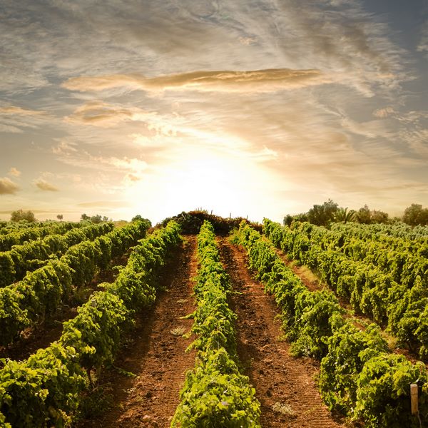 Vinogradi i braon zemlja