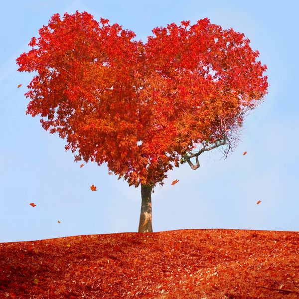 Jesen i crveno srce