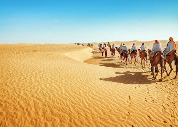 Pustinje fotografije kamile