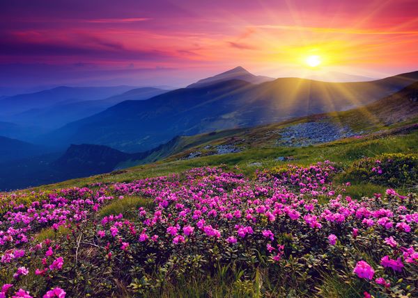 Planinski predeli roze cvece