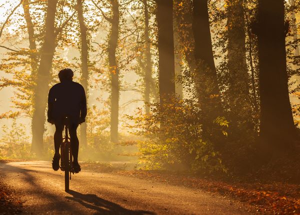 Biciklizam fotografije suma okupana suncem
