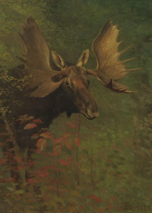 Albert Bierstadt Study of a moose