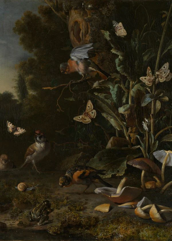 Hondecoeter Melchior d Birds Butterflies and a Frog among Plants and Fungi