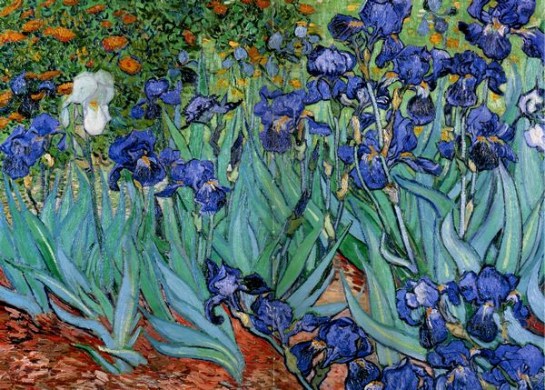 1889 Van Gogh, Irises