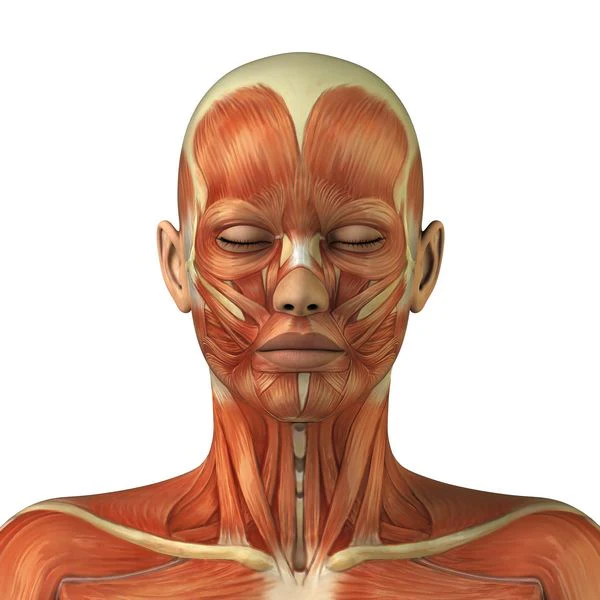 Anatomija prikaz misica lica