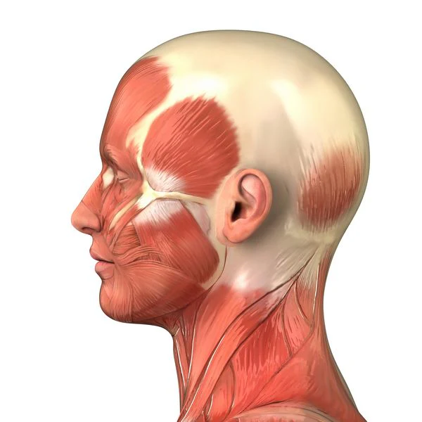 Anatomija misici glave profil