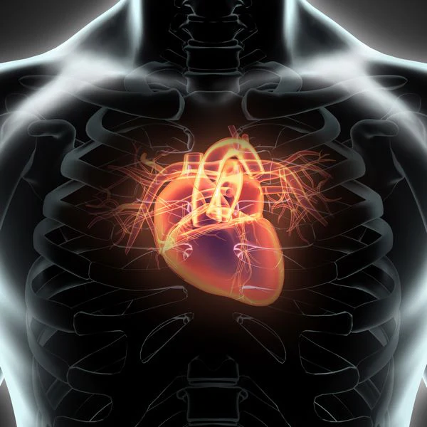 Anatomija srce u grudima
