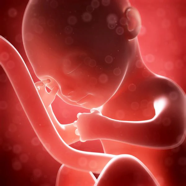 Anatomija beba u majci