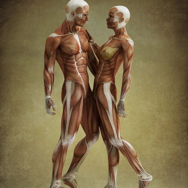 Anatomija muskarac i zena prikaz misica