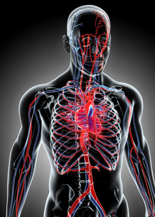 Anatomija kardiovaskularni sistem