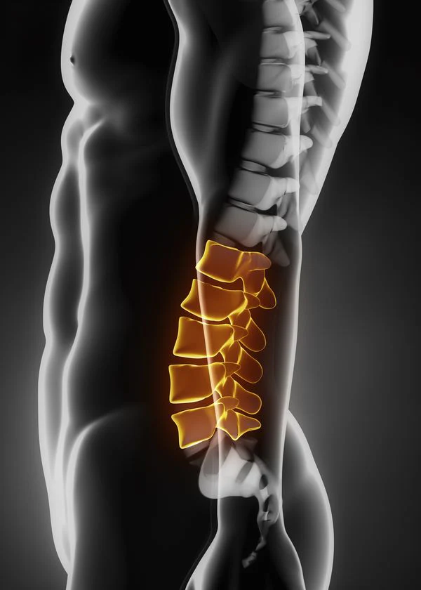 Anatomija deo kicmenog stuba