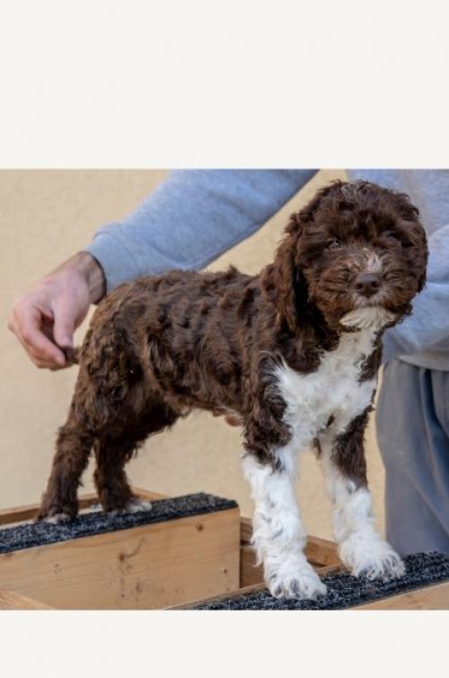 Lagotto romagnolo štenci