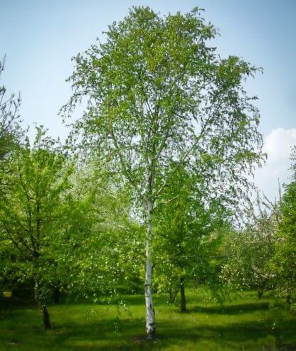 Breza „Betula Verrucosa“