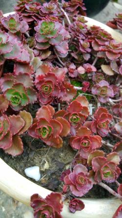 Sedum spurium Dragon's blood