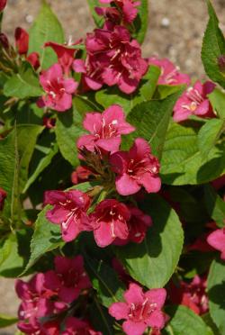 Weigela Bristol Ruby