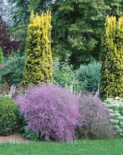 Limonium latifolium