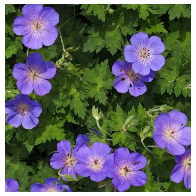 Geranium 'Rozanne' • P15