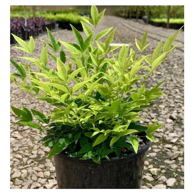 Nandina domestica ' Lemon-Lime' • C 4 l • 30/40cm