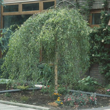 Breza padajuća patuljasta – Betula Pendula