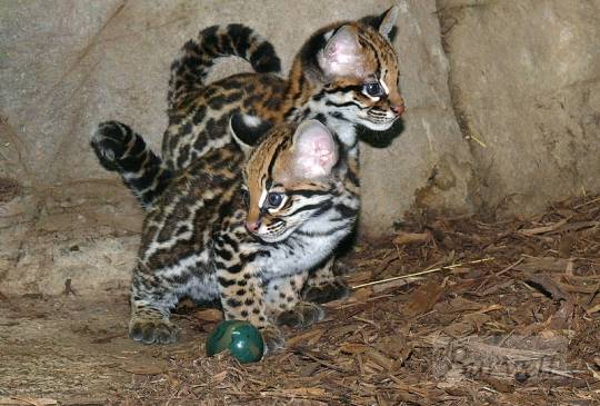 Ocelot mačići