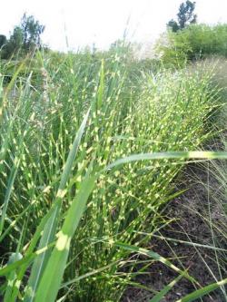 Miscanthus siensis Zebrinus Nana