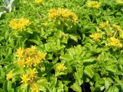 Sedum floriferum Weihenstephaner Gold