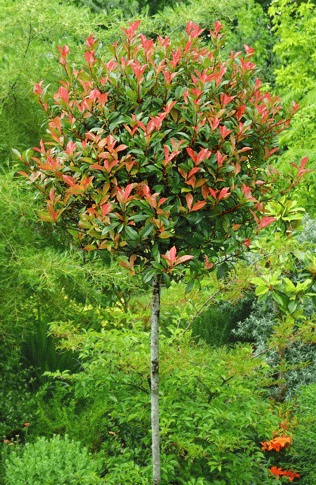 Photinia – na štapu