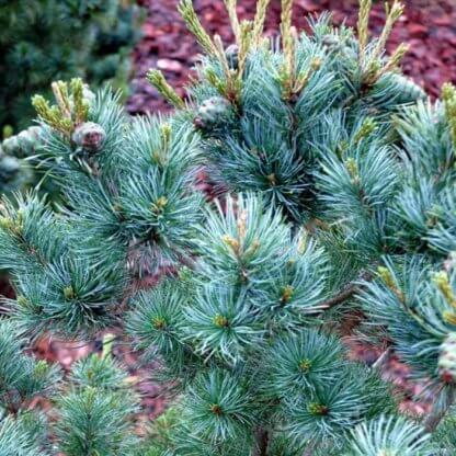 Pinus Parvifolia Negishi – Japanski Plavi Bor