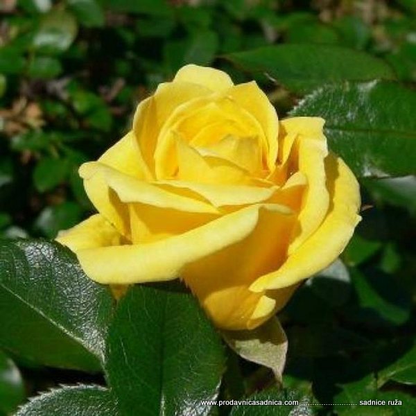Gold Monika ruža čajevka