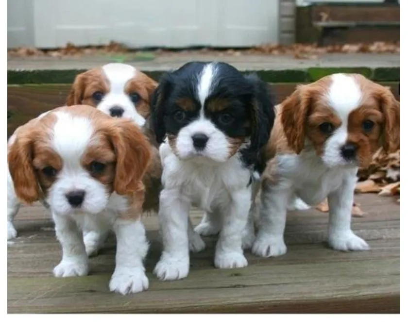 Štenci Cavalier king Charlesa.